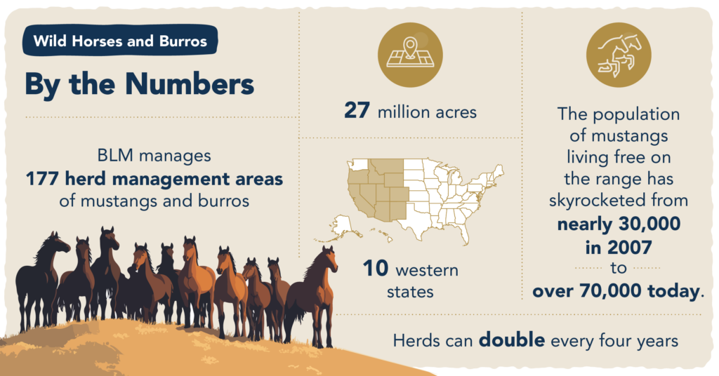Wild Horses and Burros - America's Public Lands